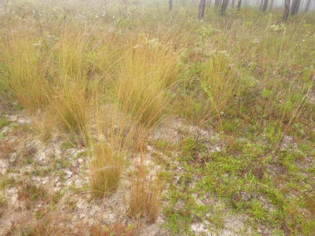 Install Southern Wiregrass (Aristida beyrichiana) at Your Site - Three ...