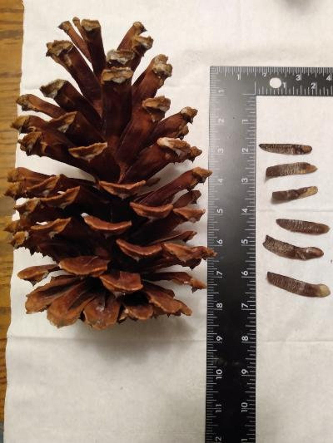 How to Germinate Longleaf Pine Seeds – Three Psilos, Inc.